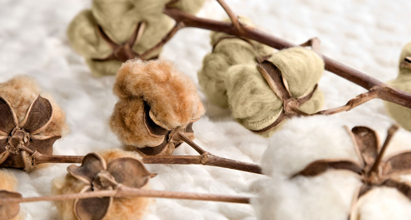 Organic Cotton Colours: fibras puras de algodón orgánico naturalmente ...