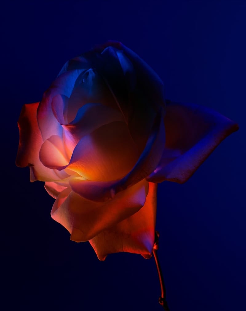 Bio-Vera de Modern Meadow: nueva alternativa a la piel de vacuno