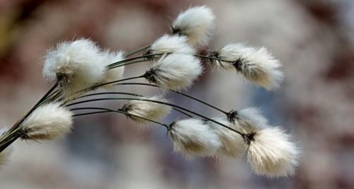 Inditex invierte en Galy, creadora de algodón sostenible - Pinker Moda ...